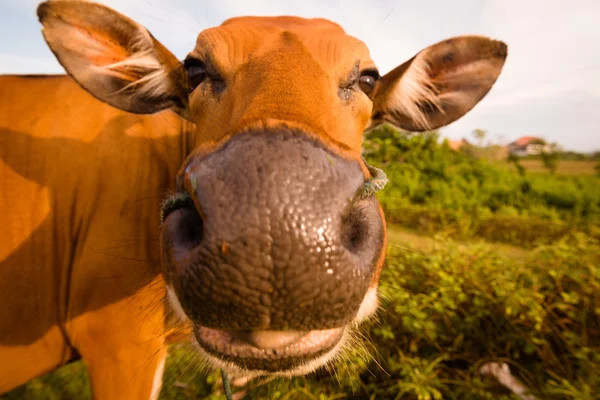 Cow nose Stock Photos, Royalty Free Cow nose Images | Depositphotos