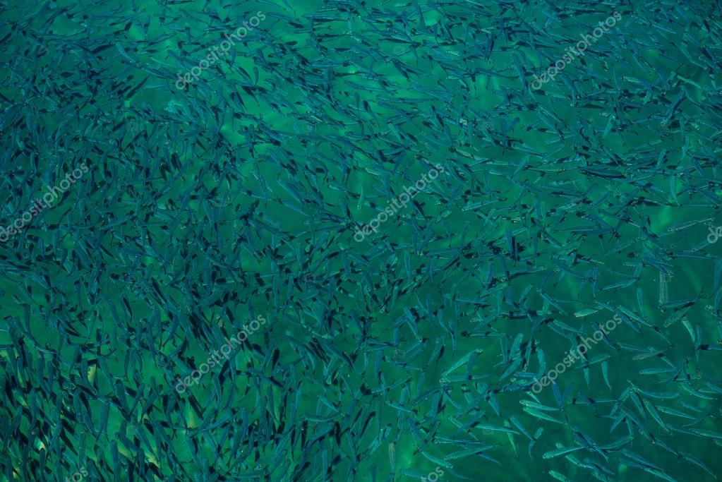 Fish background — Stock Photo © nikitabuida #49958939