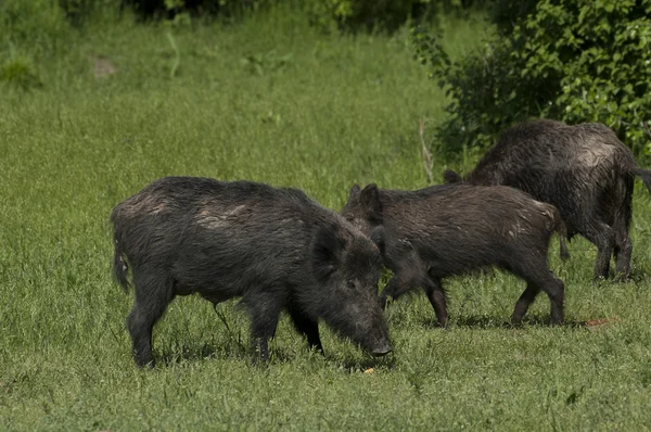 Wild boar race Stock Photos, Royalty Free Wild boar race Images ...