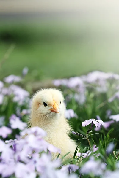 Cute Baby Chicken Wallpaper
