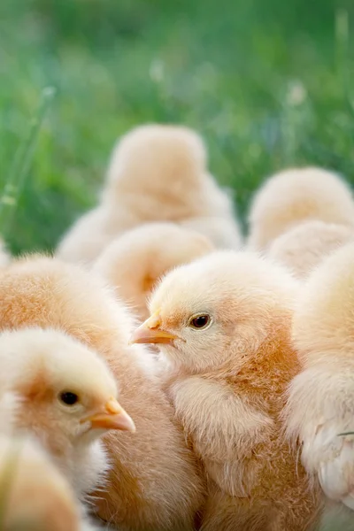 Baby chicks Stock Photos, Royalty Free Baby chicks Images | Depositphotos