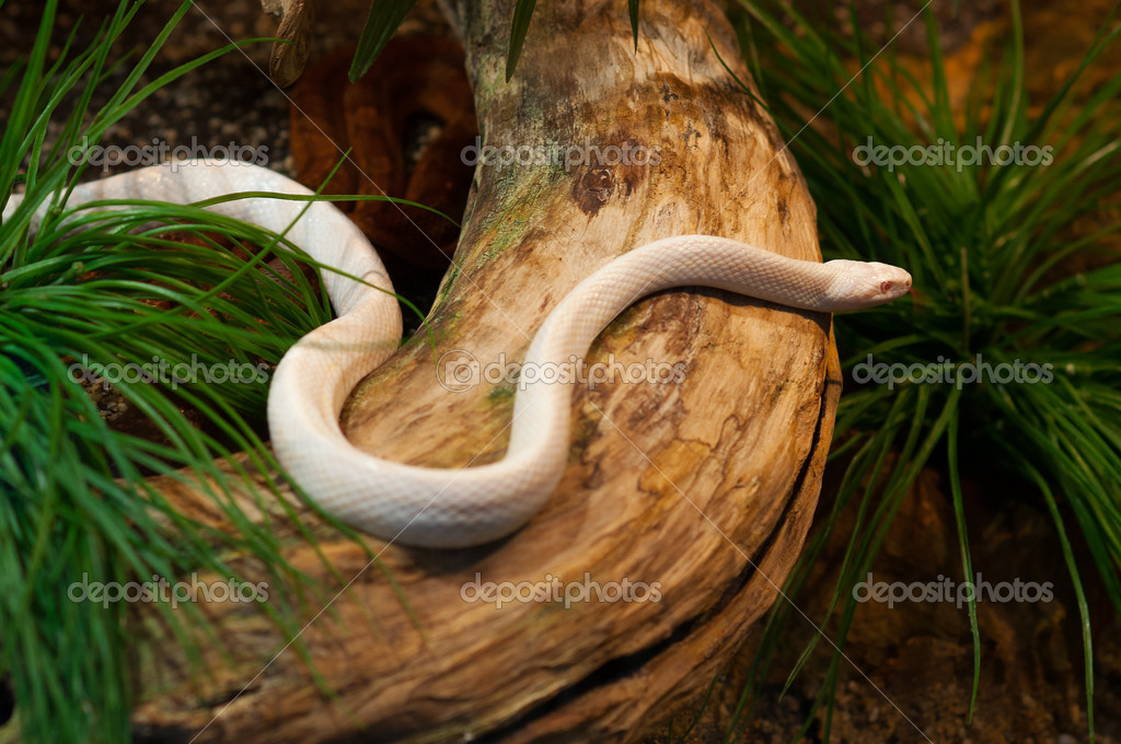 Beautiful albino snake crawling over the tree trunk — Stock Photo ...