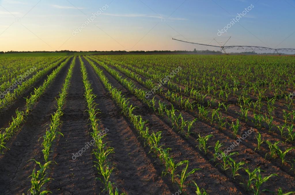 Irrigation system watering corn field ⬇ Stock Photo, Image by ...