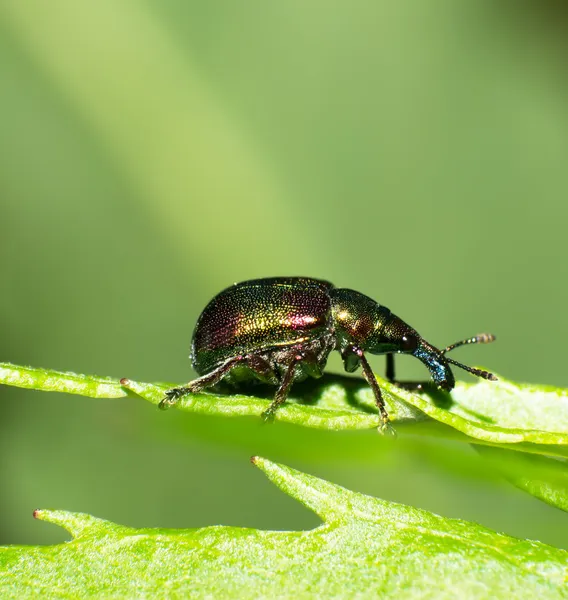 ᐈ Weevils stock images, Royalty Free weevils bugs pictures | download ...