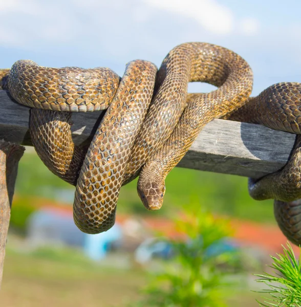 Snake on pole Stock Photos, Royalty Free Snake on pole Images ...
