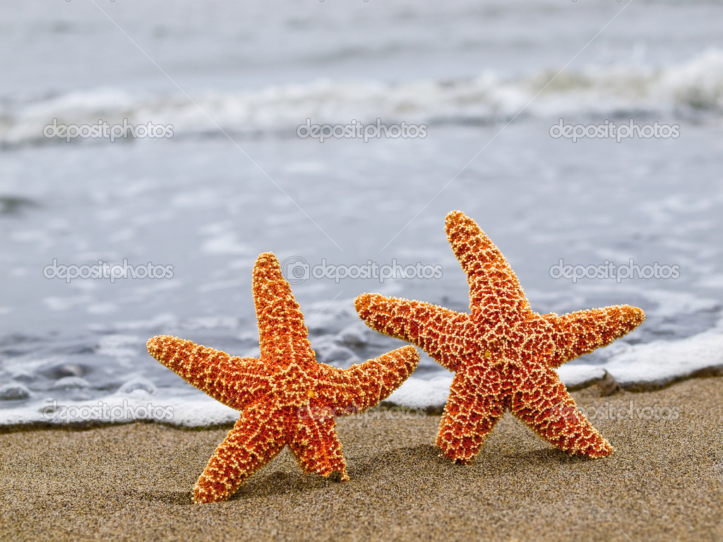 Two Starfish on the Shoreline with Background Waves — Stock Photo ...