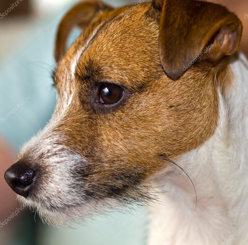 Portrait of a Cute Jack Russell Terrier Stock Photo by ©Frankljunior ...