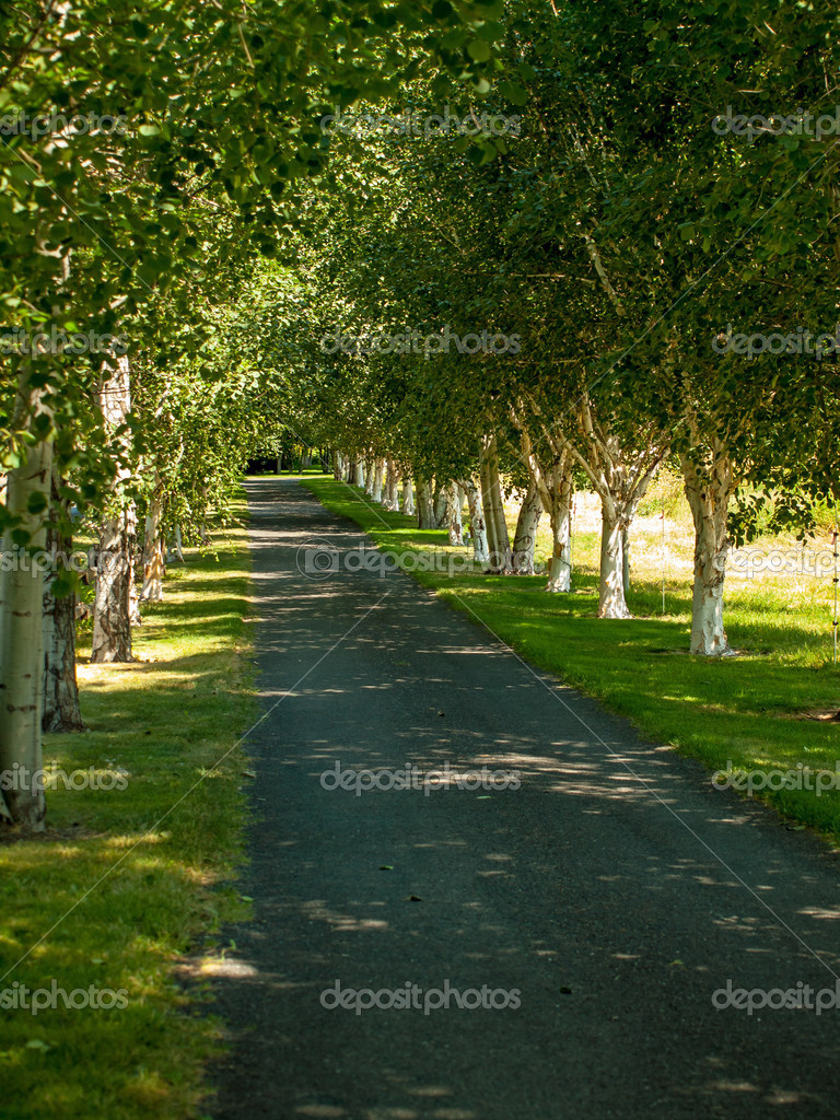 A Tree Lined Path — Stock Photo © Frankljunior #29341057