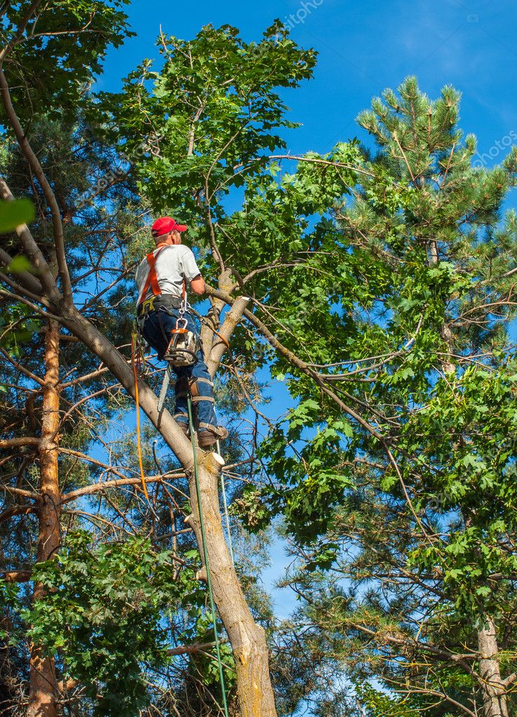 Arborist Trimming Down a Tree — Stock Photo © Frankljunior #39986369