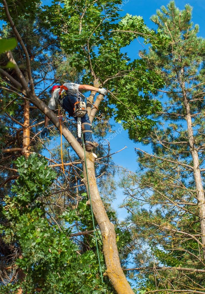 Arborist Trimming Down a Tree Stock Photo by ©Frankljunior 39986377