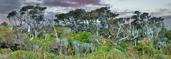 Australian gum trees Stock Photos, Royalty Free Australian gum trees ...