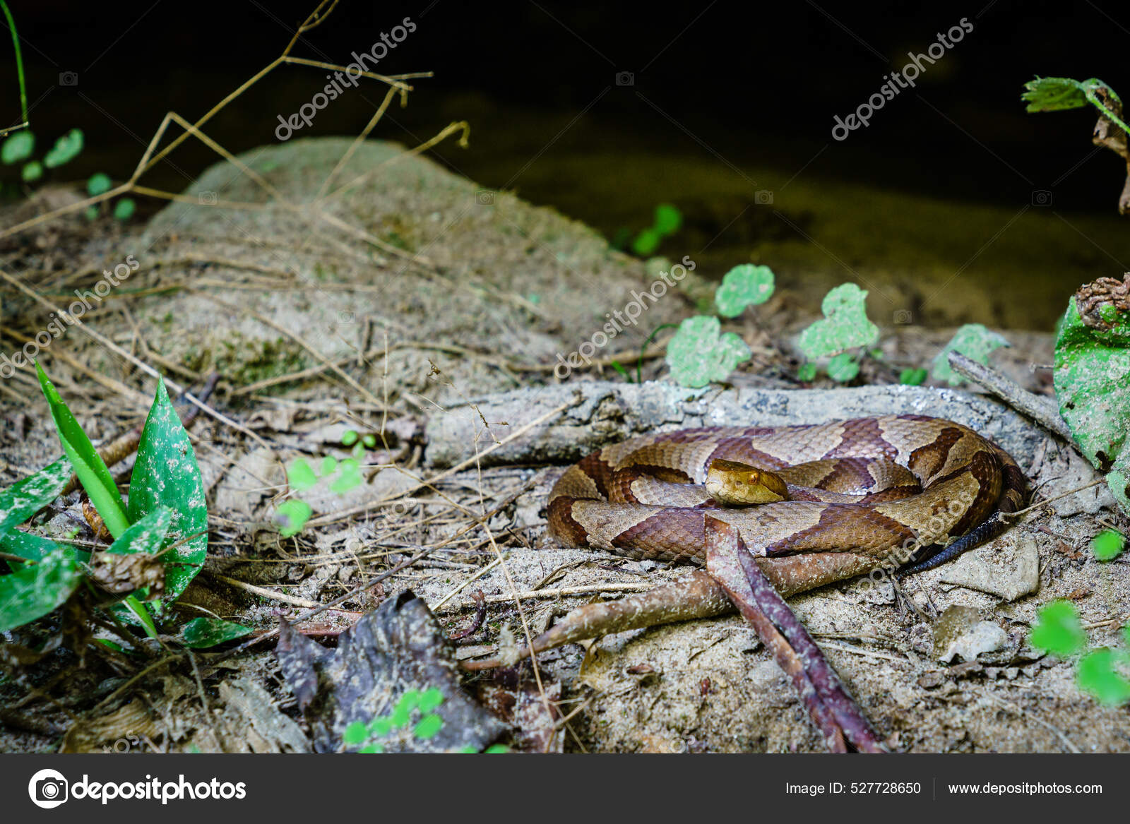 Copperhead Snake Nest