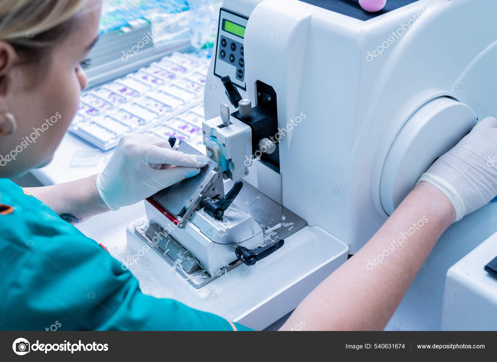 Laboratory assistant works on a rotary microtome section and making ...