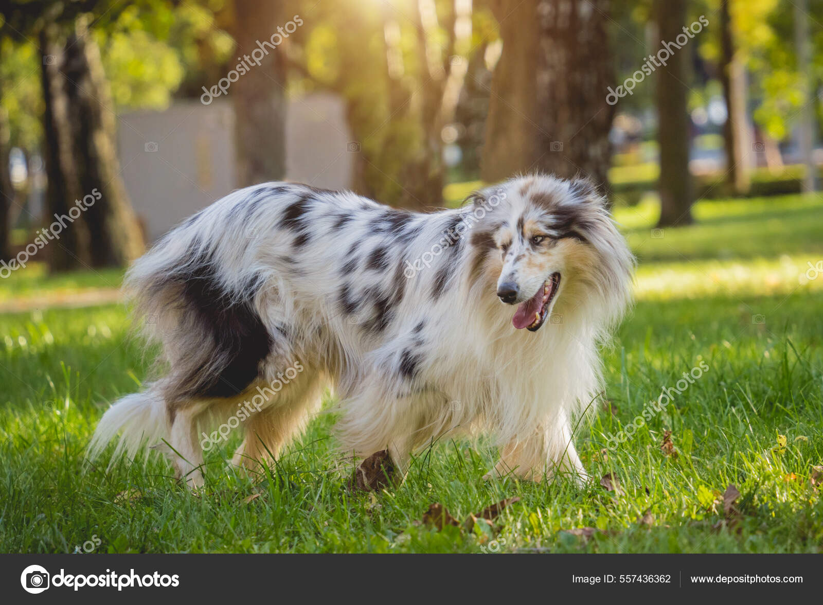 Portrait of cute rough collie dog at the park. — Stock Photo © Romaset ...