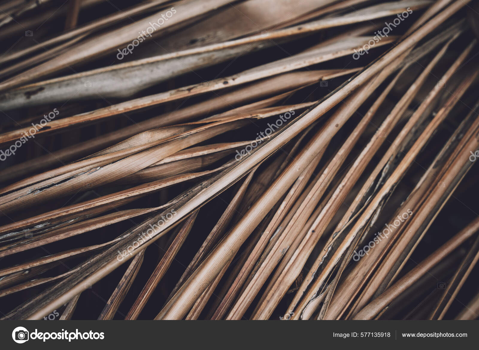 Palm Fronds On The Ground