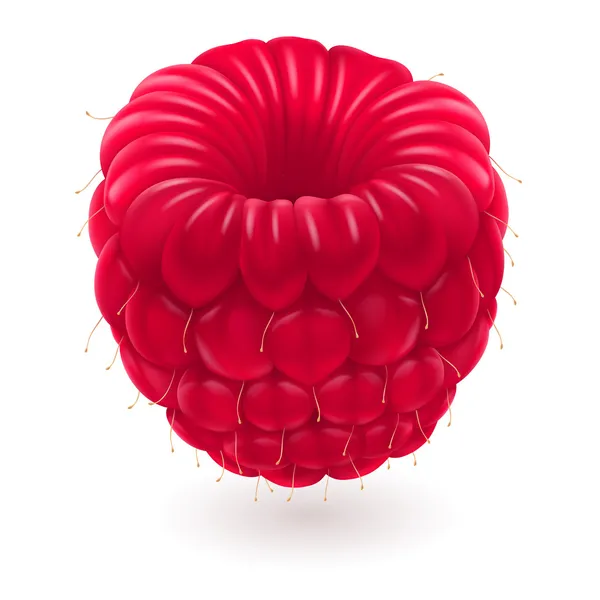 Grafika wektorowa Maliny, Maliny obrazy wektorowe | Depositphotos