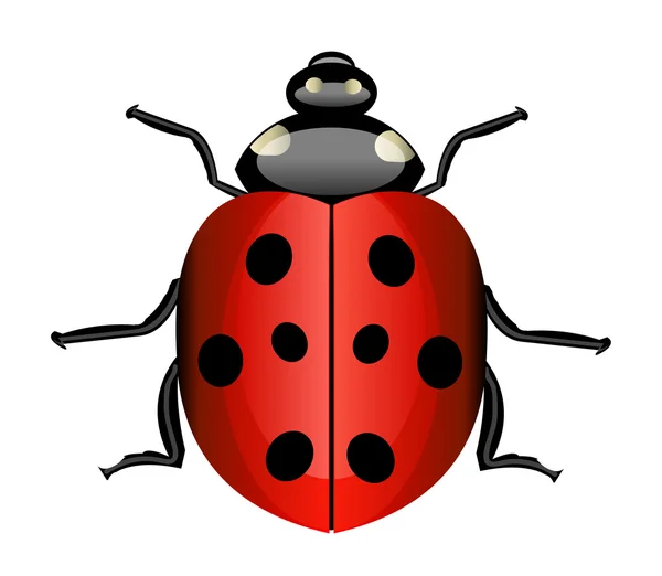 Clipart: cartoon ladybugs | Cute ladybug cartoon isolated on white ...