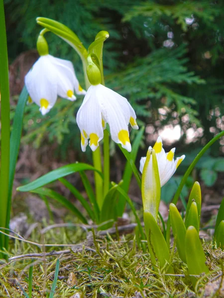 Galanthus rizehensis Stock Photos, Royalty Free Galanthus rizehensis ...