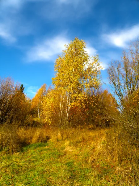 Jesienny krajobraz naturalny fotografie, zdjęcia stockowe, Jesienny ...