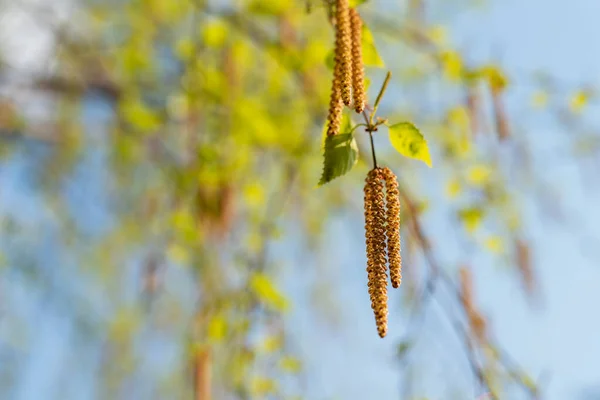 Allergy pollen of birch tree blossom in spring natural plant background ...