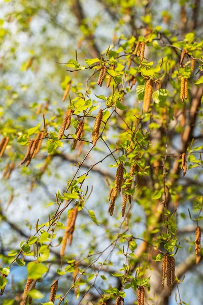 Allergy pollen of birch tree blossom in spring natural plant background ...