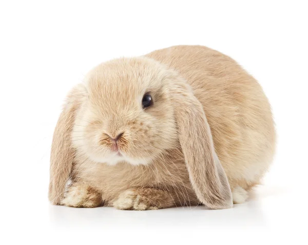 Rabbit — Stock Photo © korovin #10447671