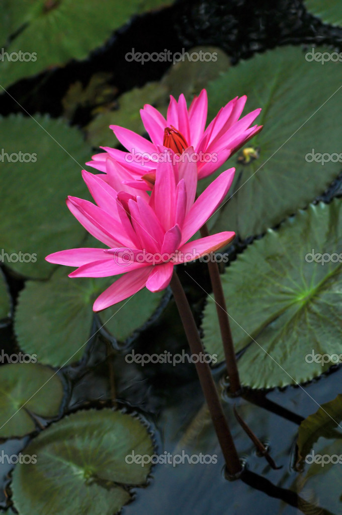 Pink water lilies and lily pads in water Stock Photo by ©chagall 26189099