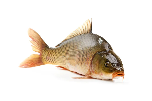 Carp Stock Photos, Royalty Free Carp Images | Depositphotos®