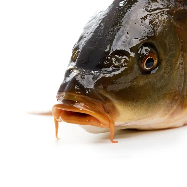 Carp has tasty dietary meat. Fishing carp great pleasure. — Stock Photo ...