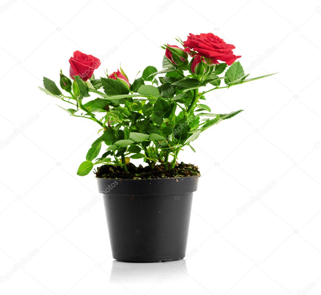 Fotos de Rosa roja en la maceta - Imagen de © merznatalia #13373580