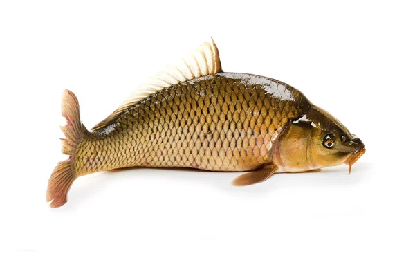 Large carp Stock Photos, Royalty Free Large carp Images | Depositphotos®