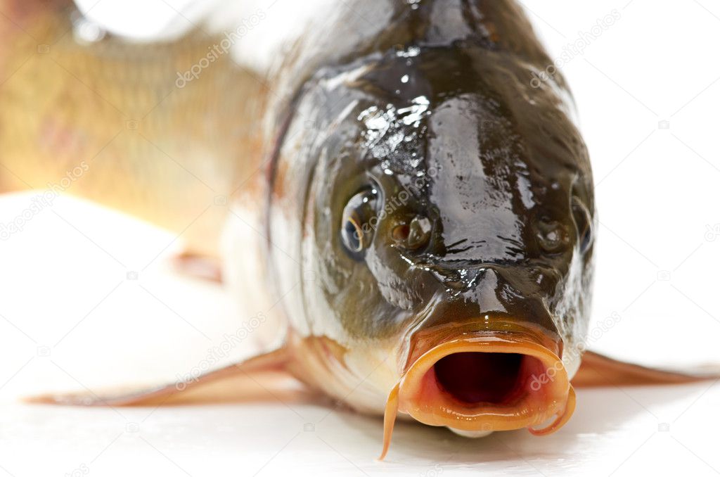 Carp has tasty dietary meat. Fishing carp great pleasure. — Stock Photo ...