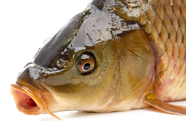 Carp has tasty dietary meat. Fishing carp great pleasure. — Stock Photo ...