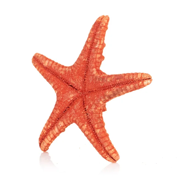 Big yellow sea-star isolated on white background — Stock Photo ...