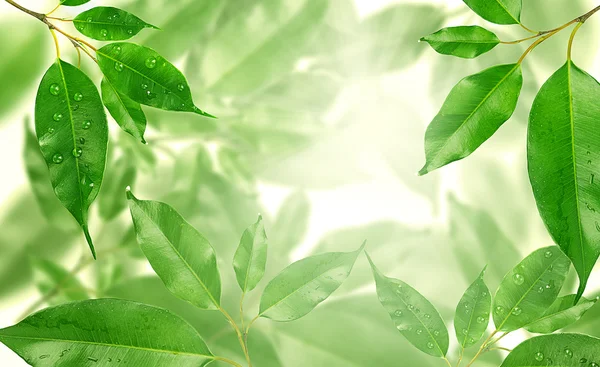 Sun gleam Stock Photos, Royalty Free Sun gleam Images | Depositphotos®