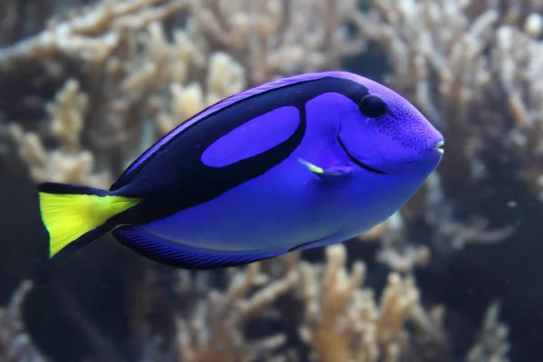 Blue Tang — Stock Photo © daseaford #5096077