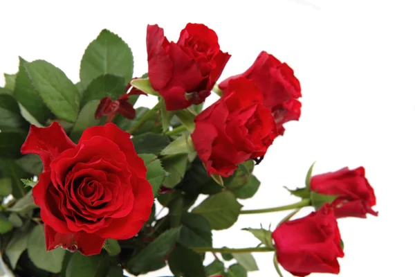 Red roses frame Stock Photo by ©jonnysek 14701843