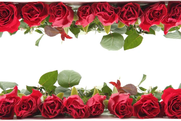 Red roses frame Stock Photo by ©jonnysek 14701843