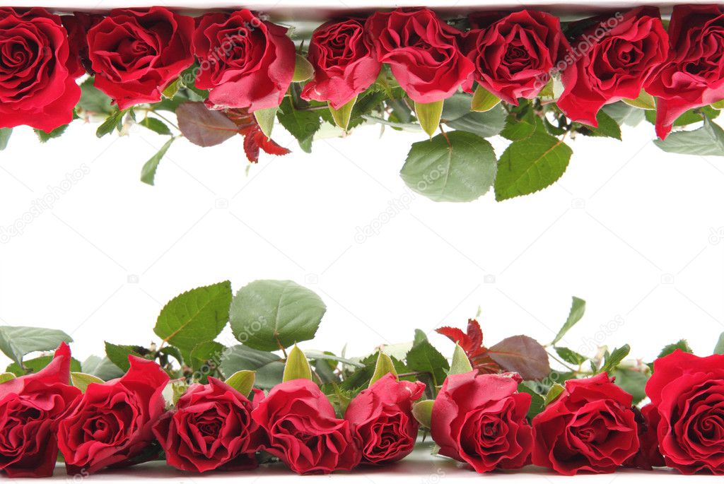Fresh red roses as frame — Stock Photo © jonnysek #24774471