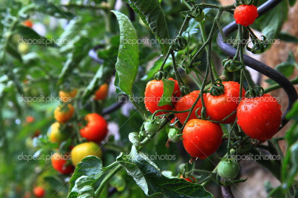 Natural tomatoes Stock Photo by ©jonnysek 40639569