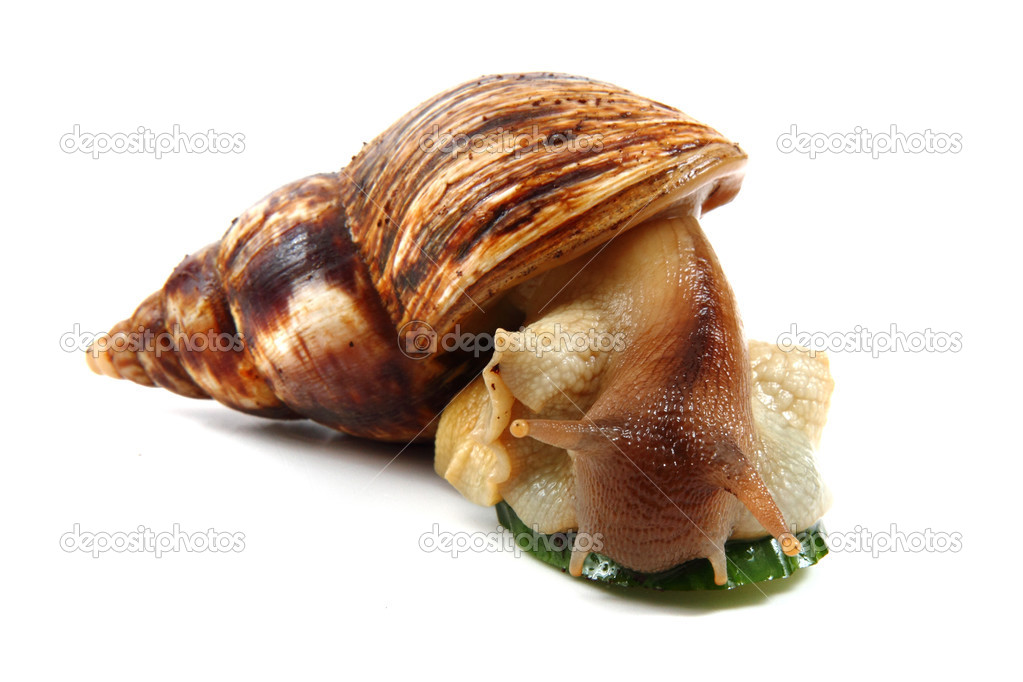 Achatina snail Stock Photo by ©jonnysek 44451435