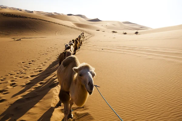 Camel path Stock Photos, Royalty Free Camel path Images | Depositphotos