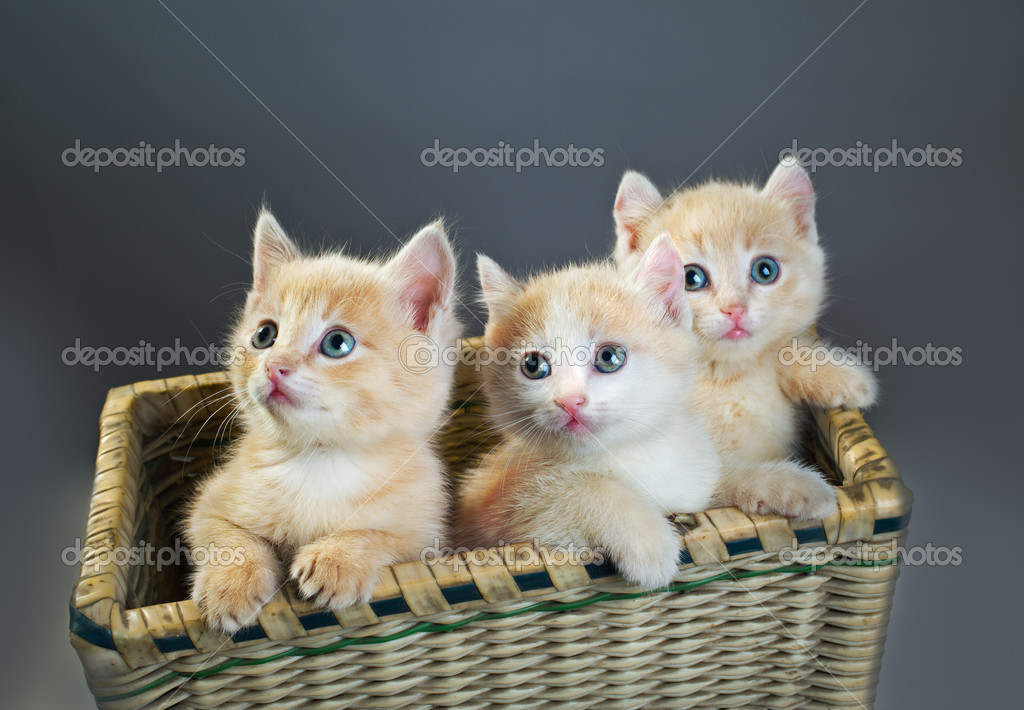 Three red kittens — Stock Photo © Genika #26161923