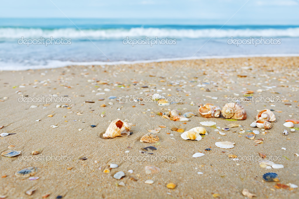 Beach with shells — Stock Photo © Genika #32934651