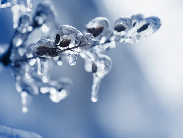 Frozen branches Pictures, Frozen branches Stock Photos & Images ...