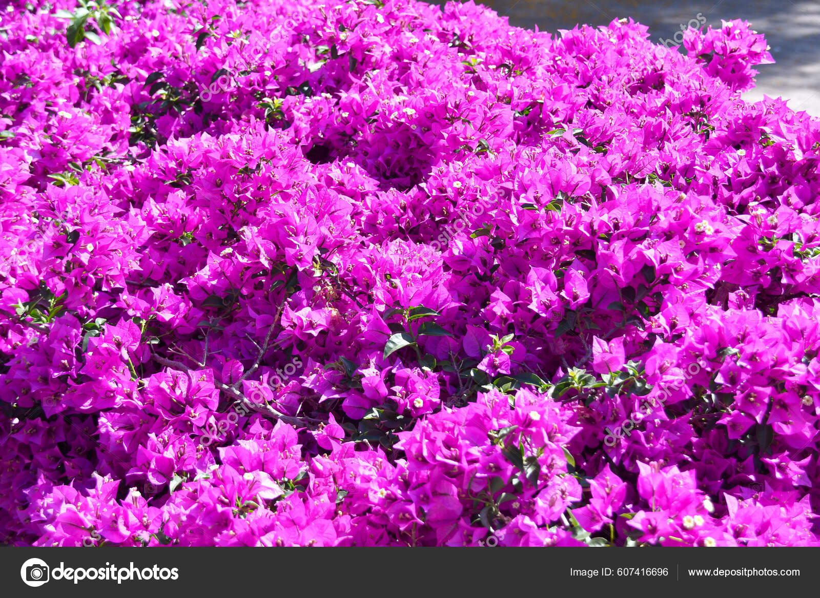 Blooming Bright Pink Buganvilla Bougainvillea Bugambilia Bouganvilla ...