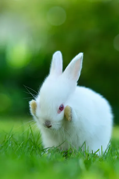 White Baby Rabbit Wallpaper