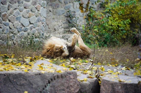 Lion play Stock Photos, Royalty Free Lion play Images | Depositphotos