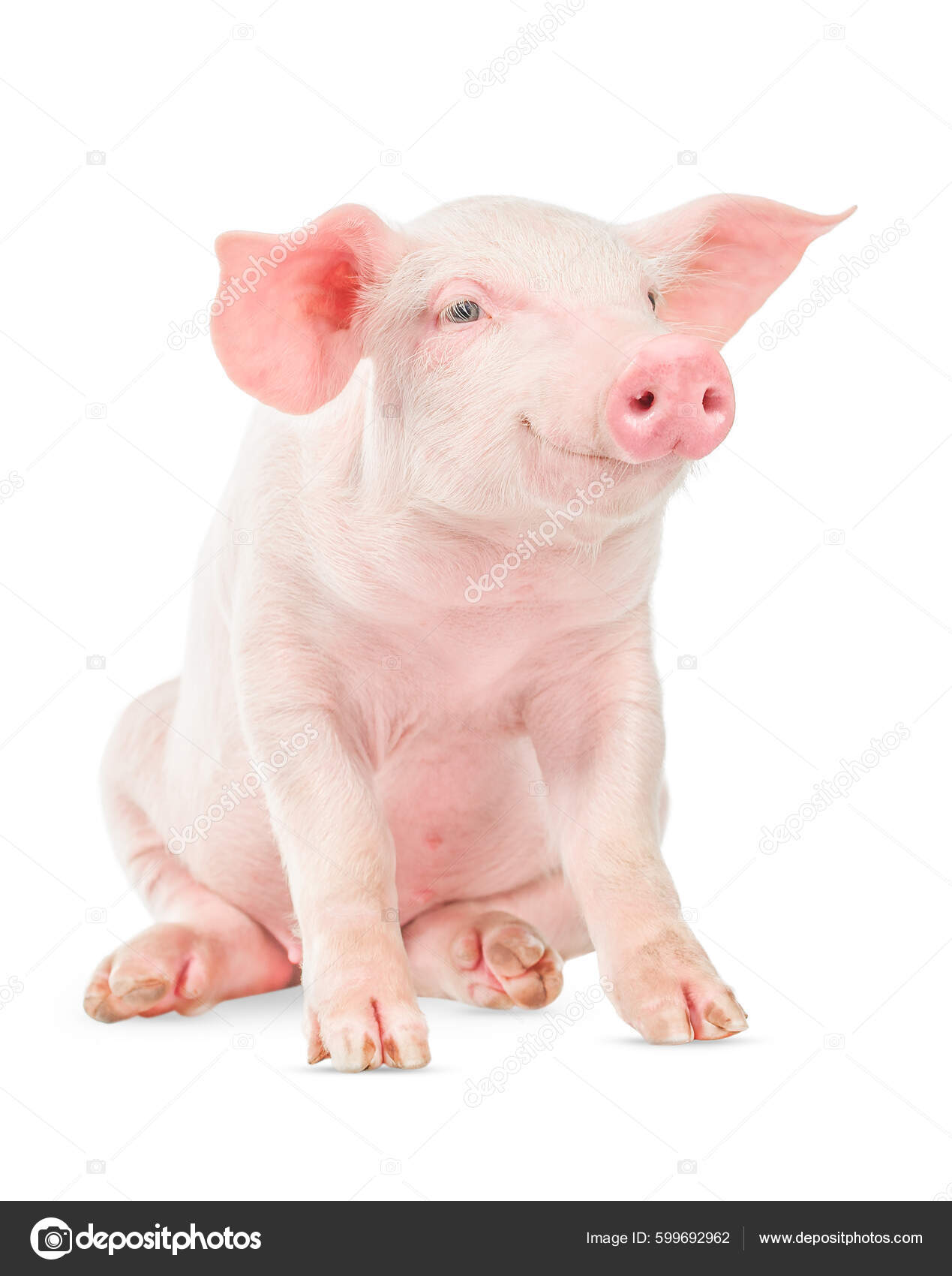 Happy Smiling Baby Pig Isolated White Background — Stock Photo © yulia ...