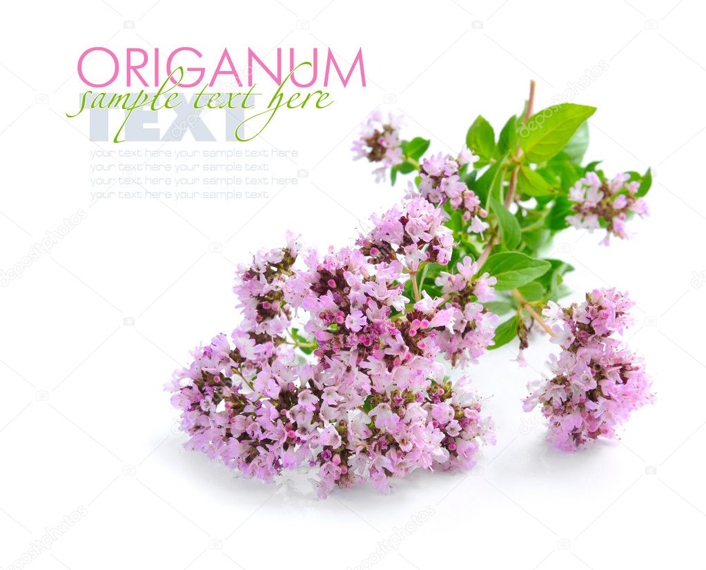 Bunch of fresh oregano (Origanum vulgare) isolated on white back Stock ...
